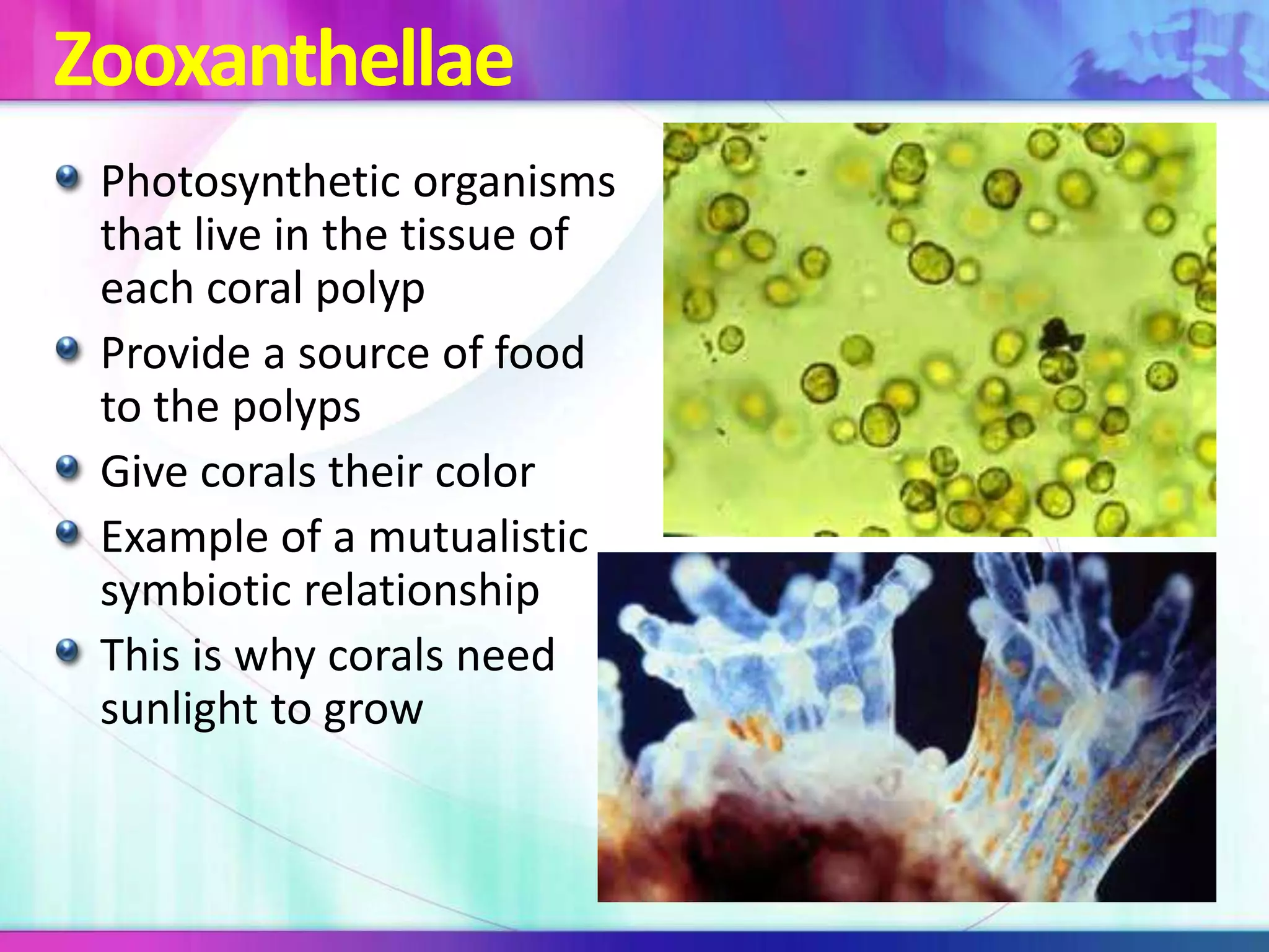 Coral reefs theory, types, formation | PPTX