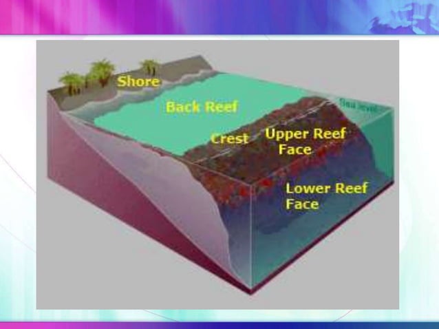 Coral reefs theory, types, formation | PPTX