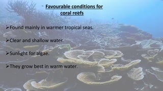 Coral Reefs 3 presentation under environment engineering | PPTX
