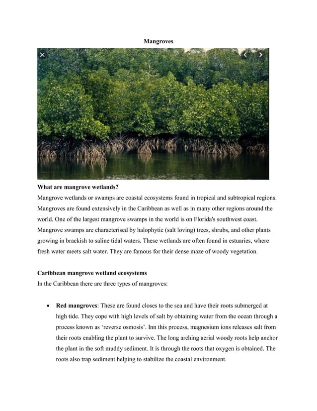 Coral reefs and Mangroves | PDF | Geography | Science