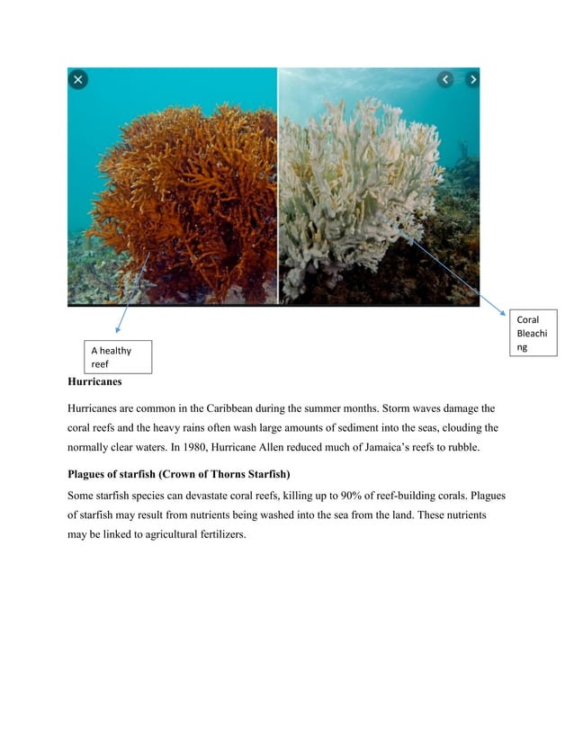 Coral reefs and Mangroves | PDF | Geography | Science