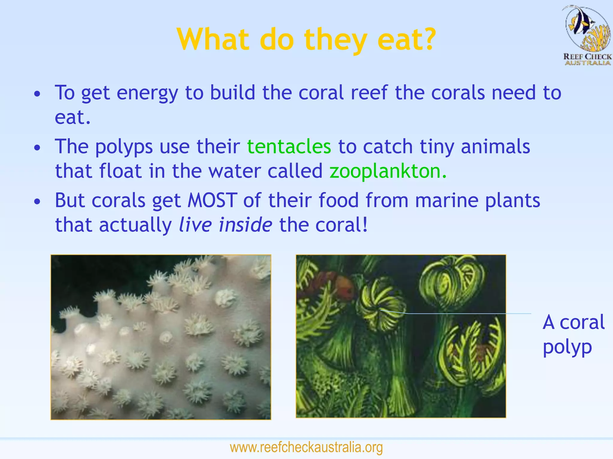 Coral reefs and_their_marine_families | PPSX