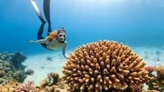 CORAL REEFS ECOSYSTEM Q2.pptxHHGHGHGHGHGHGH | PPTX