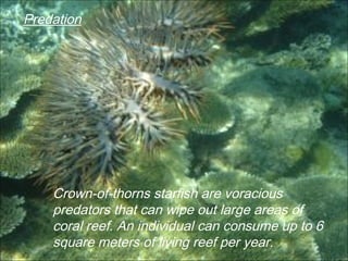 Coral reefs pwp | PPT