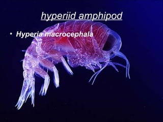 Coral reefs pwp | PPT