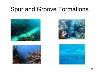Coral Reef Zonation | PPT