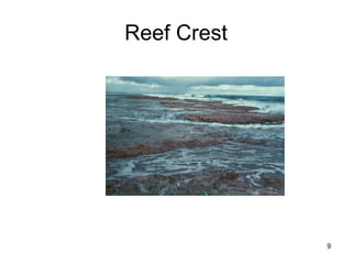 Coral Reef Zonation | PPT