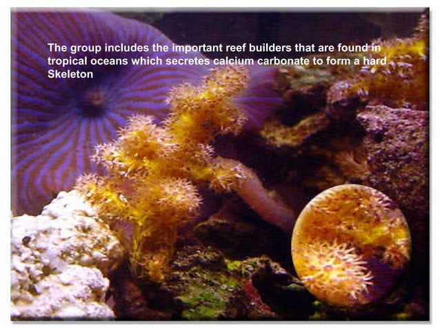 Corals | PPT
