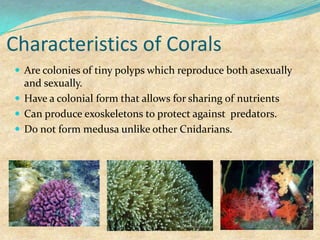 Corals | PPTX