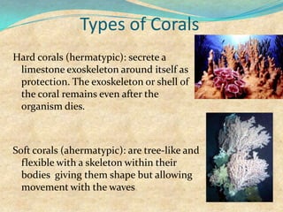 Corals | PPTX