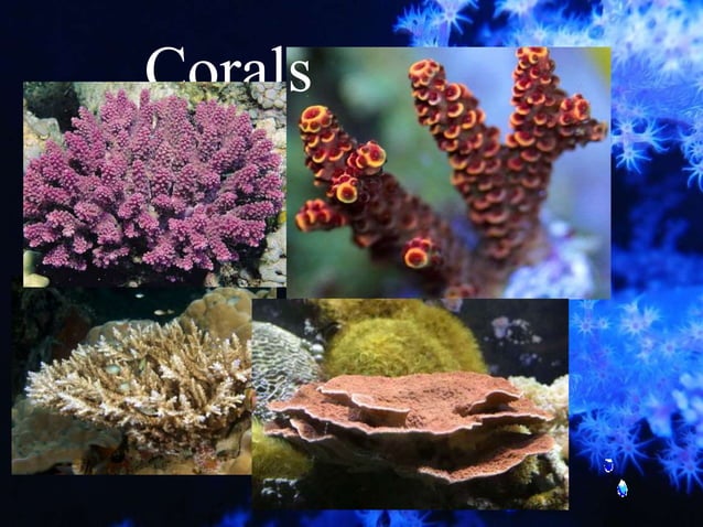 Corals | PPT