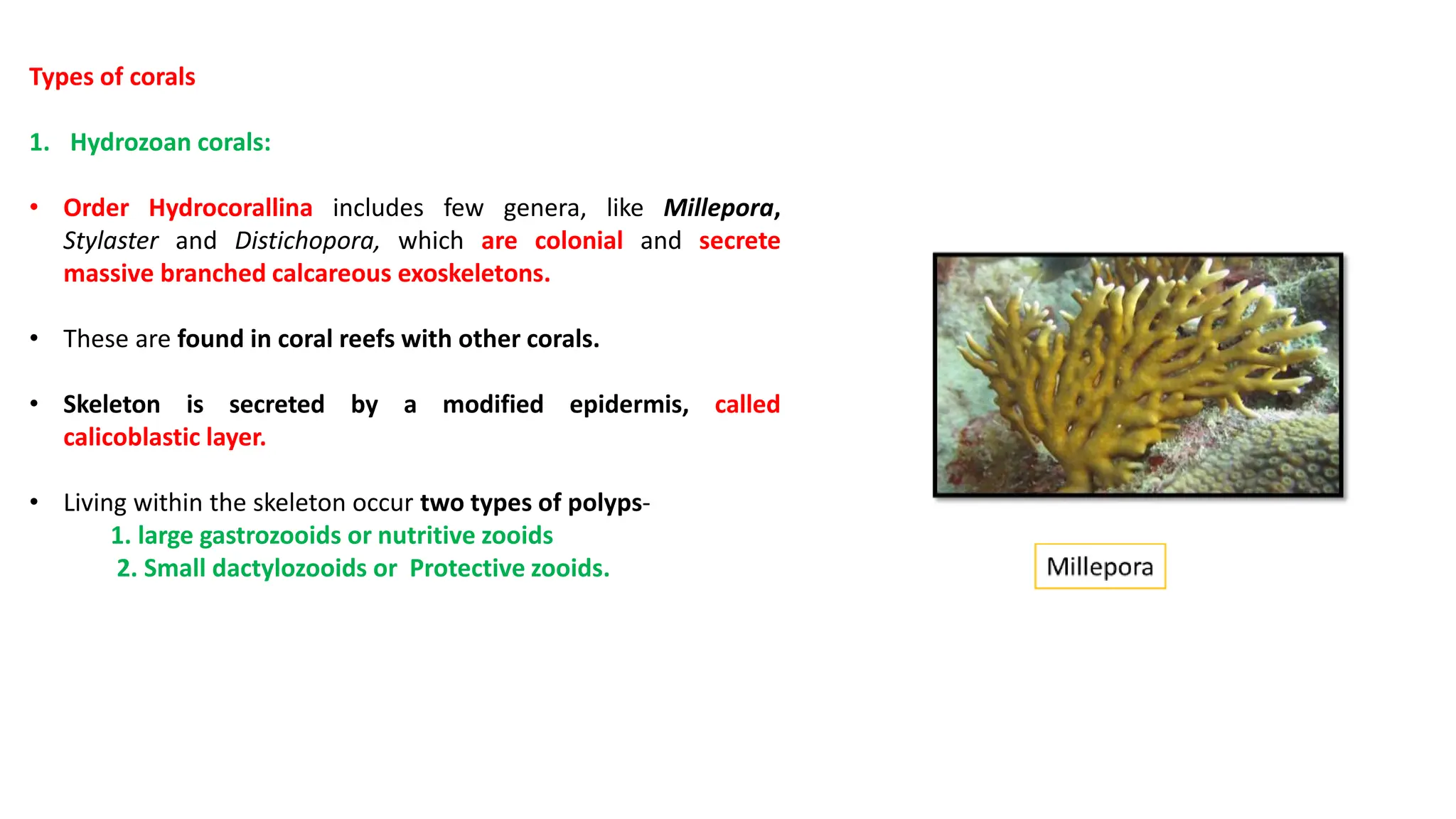 Corals, Types of corals, coral skeletons | PPTX