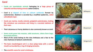 Corals, Types of corals, coral skeletons | PPTX