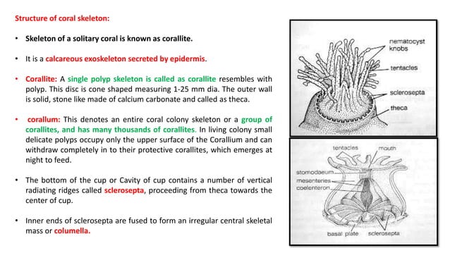 Corals, Types of corals, coral skeletons | PPT