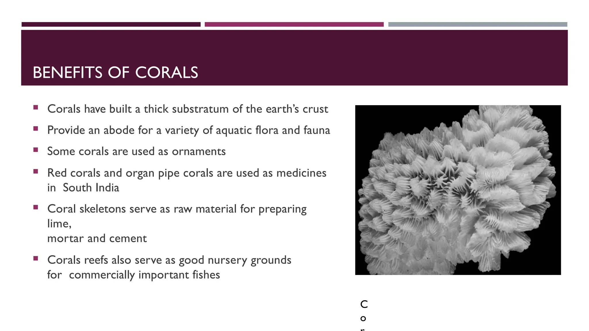 corals - types and examples zoology.pptx