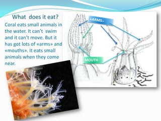 Coral | PDF