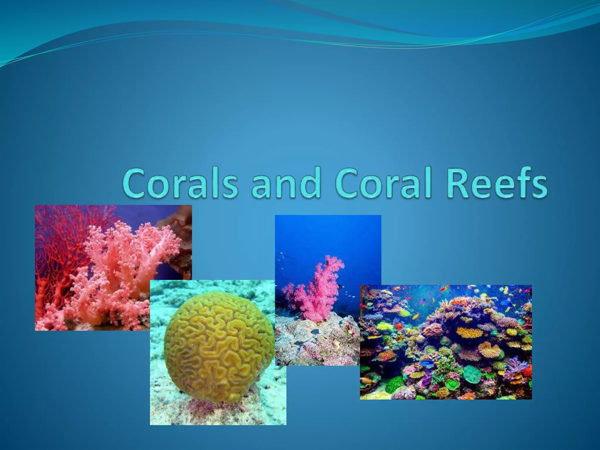 Corals and coral reefs | PPTX