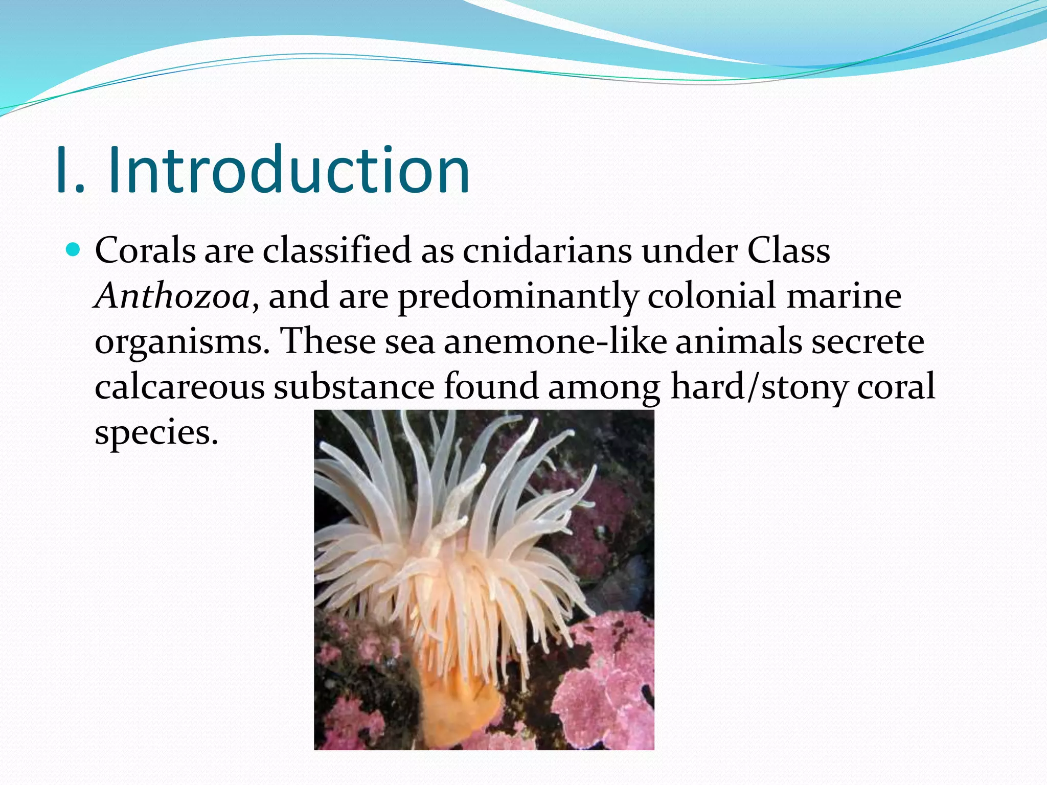 Corals and coral reefs | PPTX