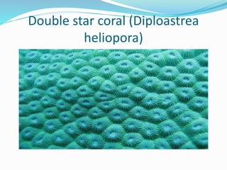 Corals and coral reefs | PPTX