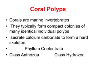 Corals and Coral reefs.ppt