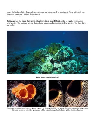 Corals in great barrier reef pdf | PDF