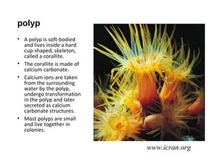 Corals of kenya coast ppt | PPT | Biological Sciences | Science