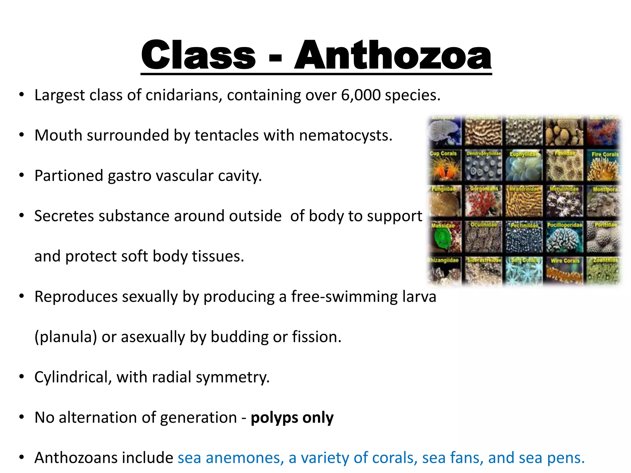 Coral taxonomy | PPTX