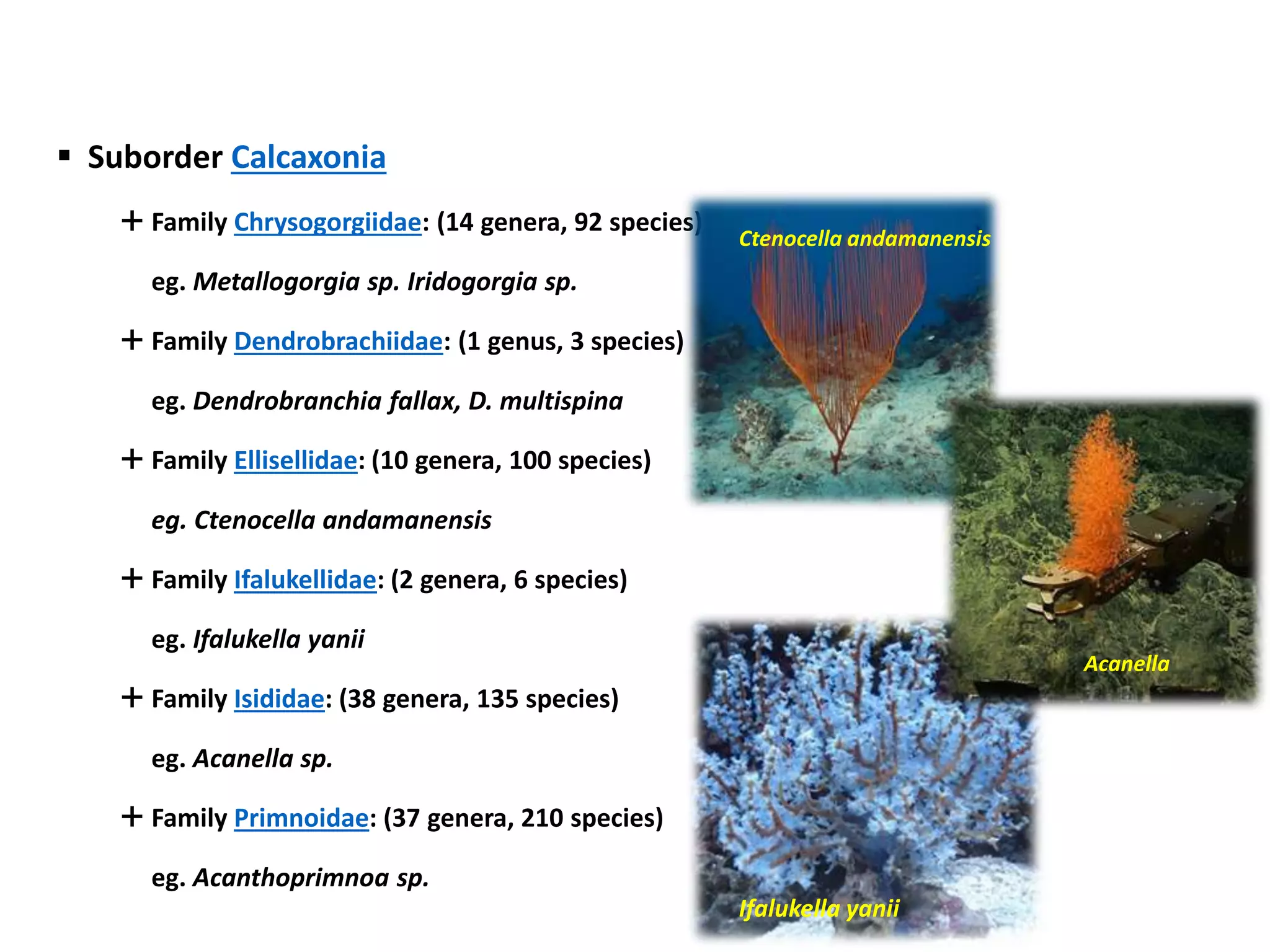 Coral taxonomy | PPTX