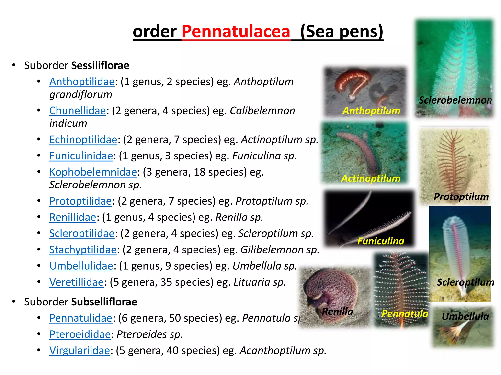 Coral taxonomy | PPTX