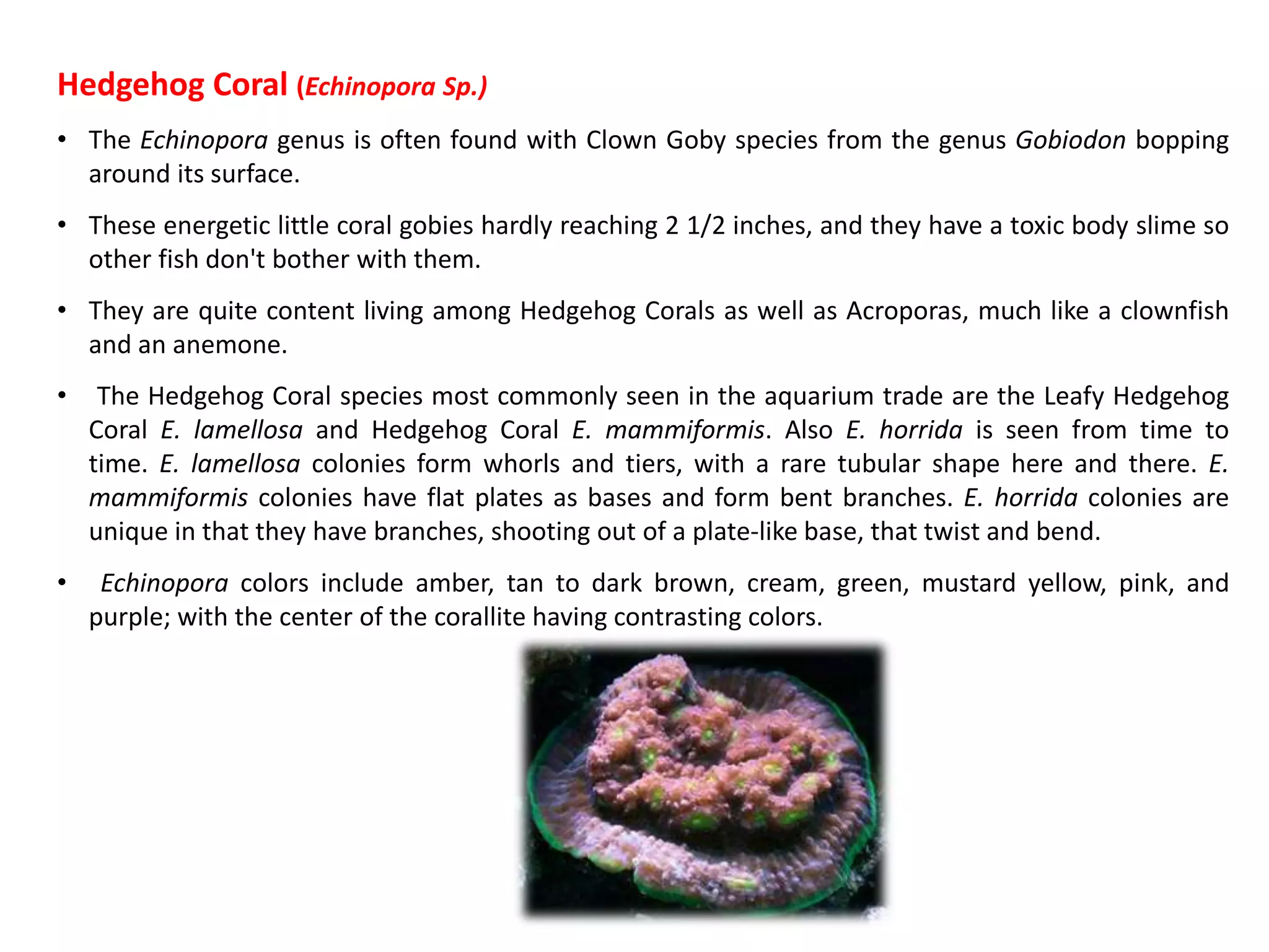 Coral taxonomy | PPTX