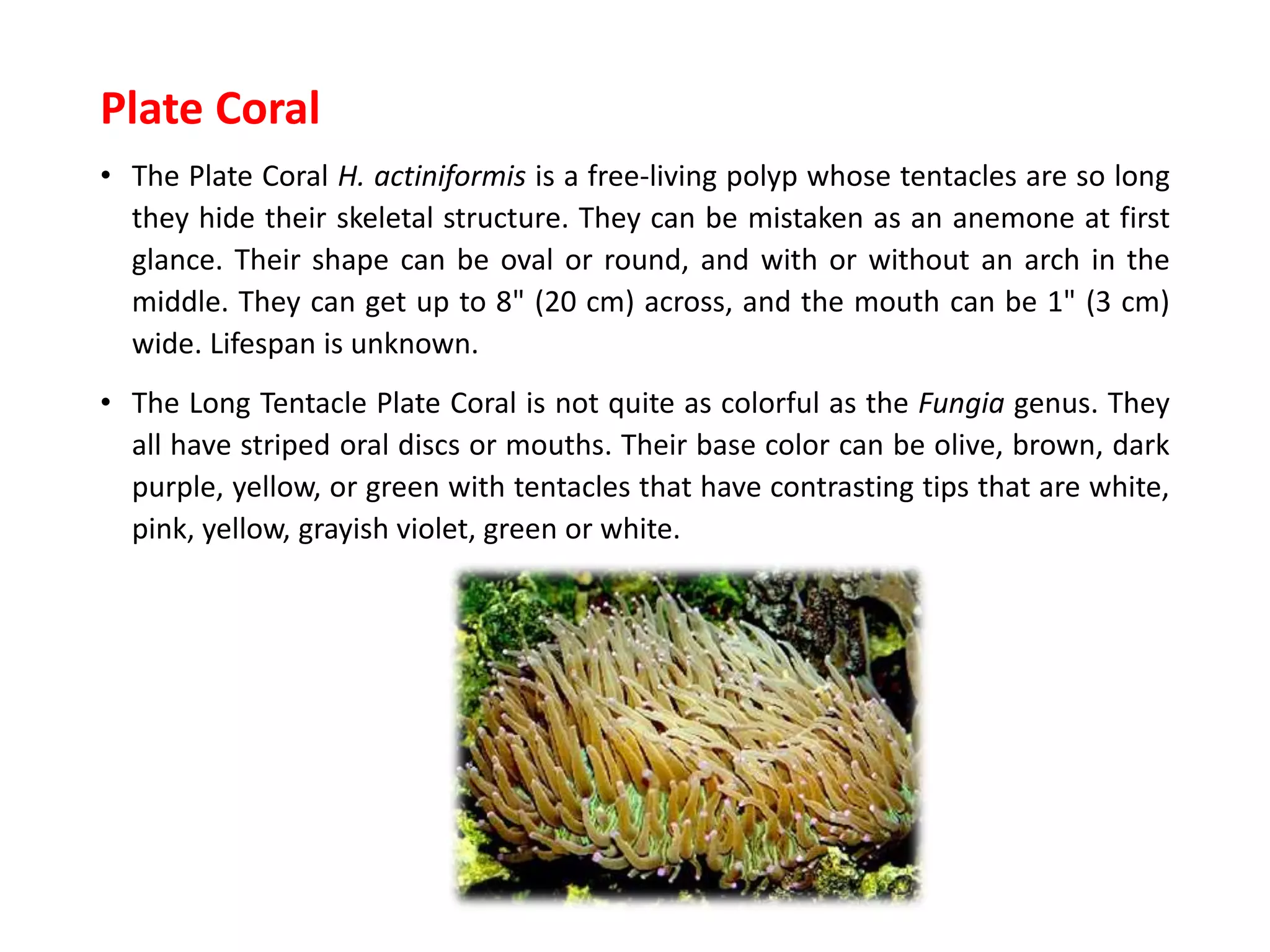 Coral taxonomy | PPTX