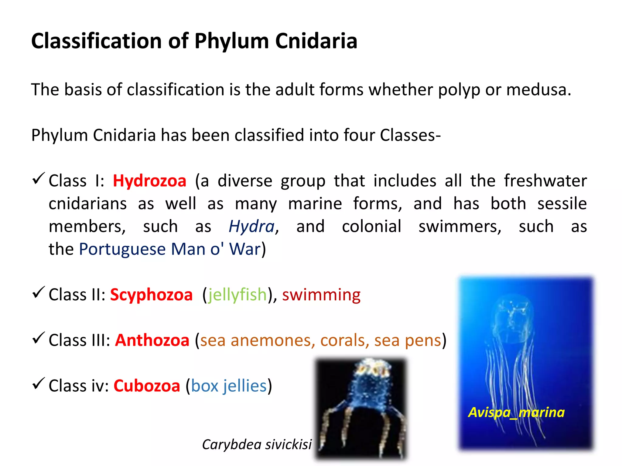 Coral taxonomy | PPTX