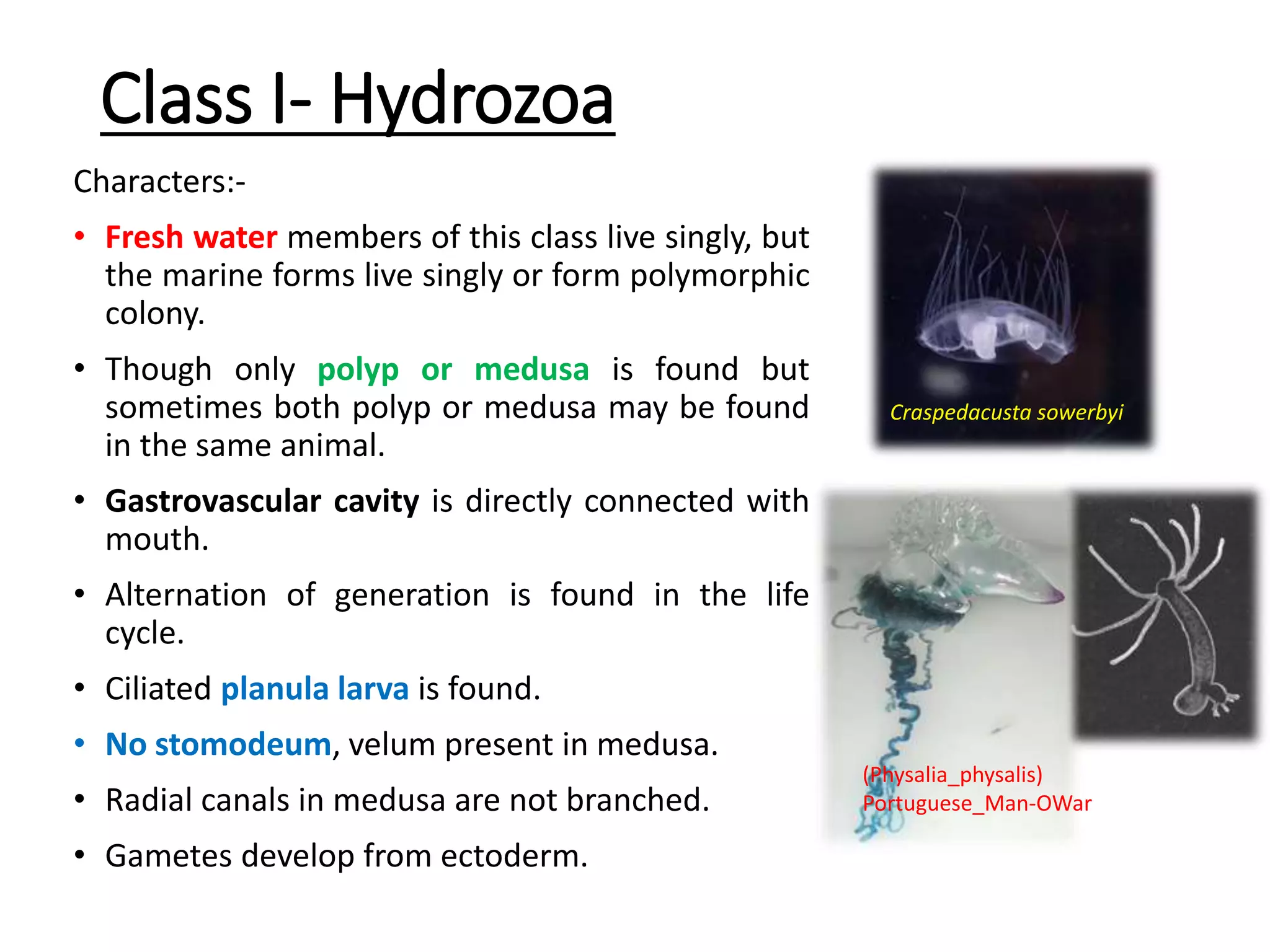 Coral taxonomy | PPTX