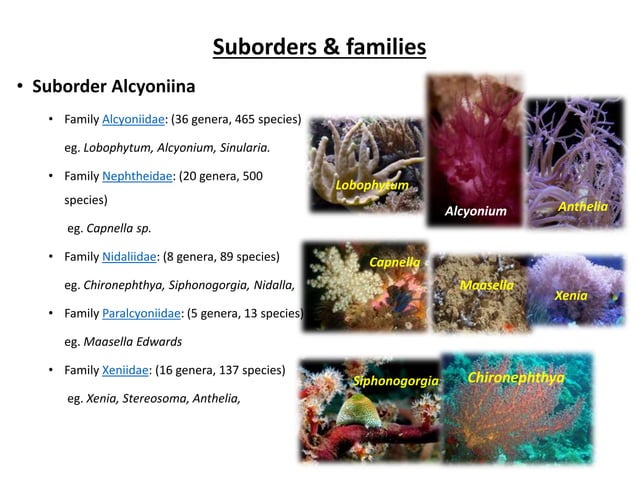 Coral taxonomy | PPTX | Biological Sciences | Science