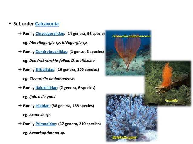 Coral taxonomy | PPTX | Biological Sciences | Science