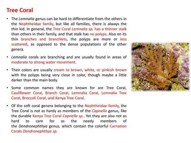 Coral taxonomy | PPTX | Biological Sciences | Science