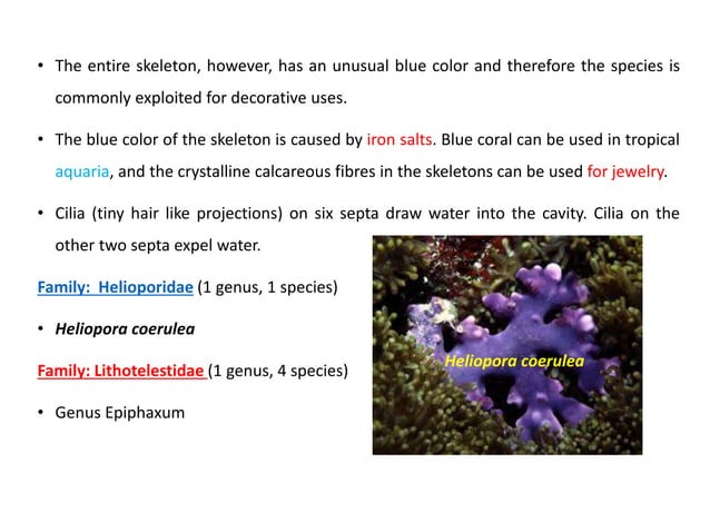 Coral taxonomy | PPTX | Biological Sciences | Science