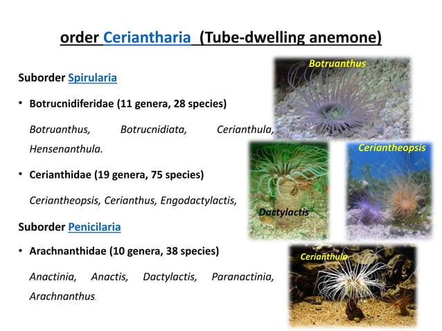 Coral taxonomy | PPTX | Biological Sciences | Science