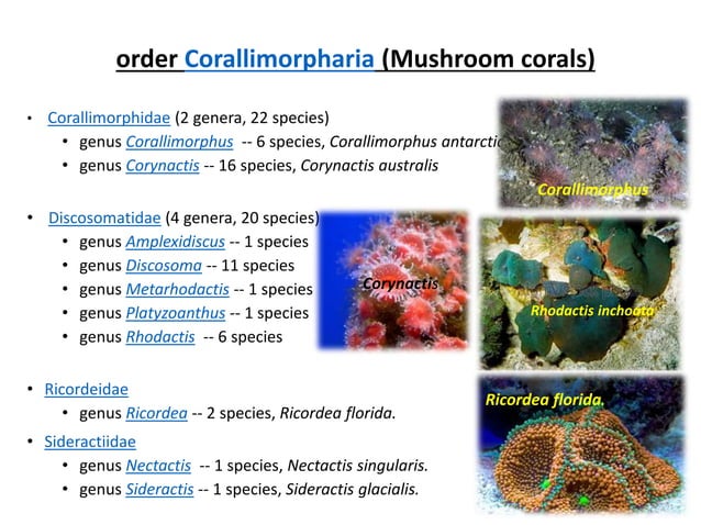 Coral taxonomy | PPTX | Biological Sciences | Science