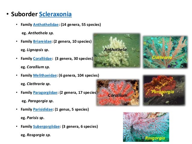 Coral taxonomy