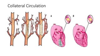 Coranary artery diseae.pptx | Heart and Cardiovascular Diseases ...