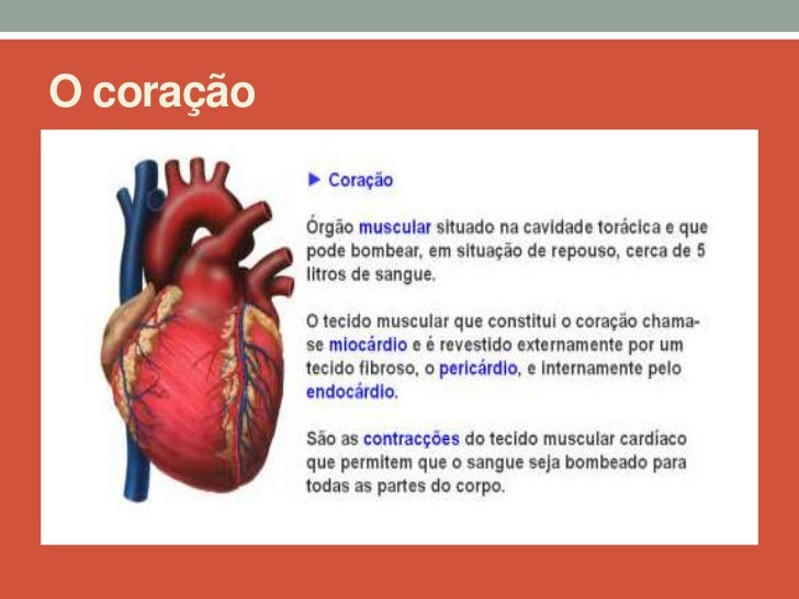 Coração constituição e funcionamento