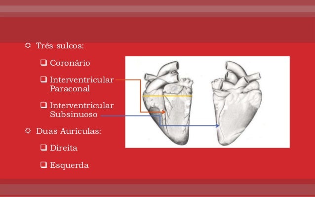 Coração e sistema circulatorio