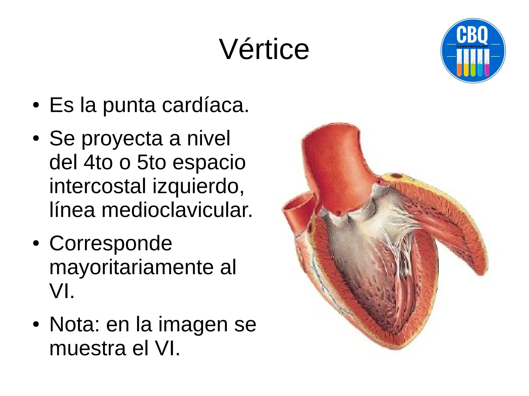 Anatomía descriptiva y topográfica del corazón | PDF