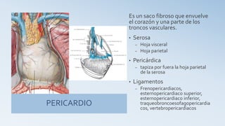 Anatomía - Corazón | PPT