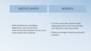 Anatomía - Corazón | PPTX