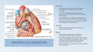 Anatomía - Corazón | PPTX