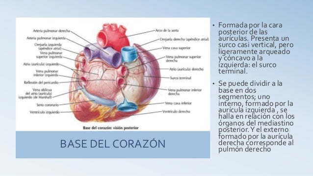 Anatomía - Corazón