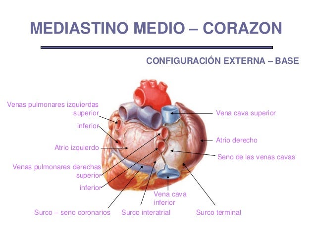 Corazón