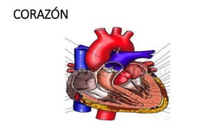 Corazón Generalidades | PPTX